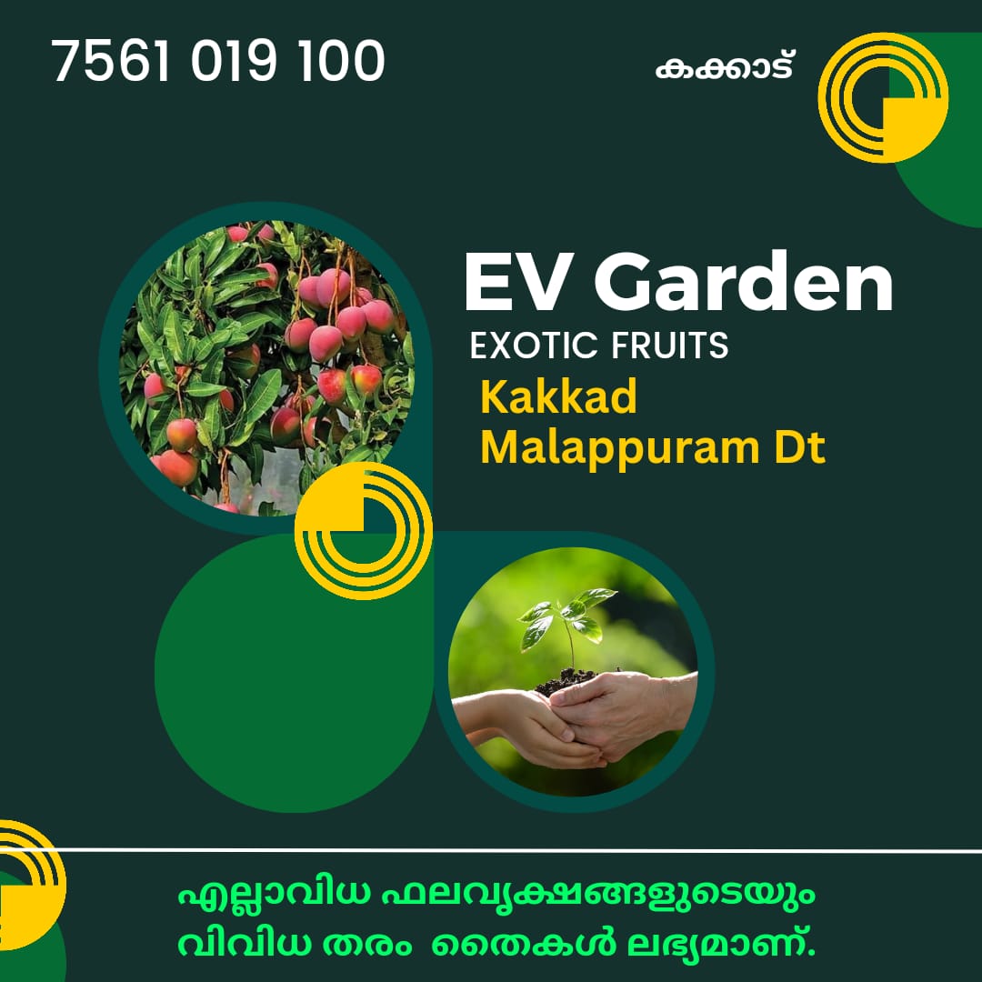 EV Garden Exotic Fruits Plant Kakkad - KAKKAD